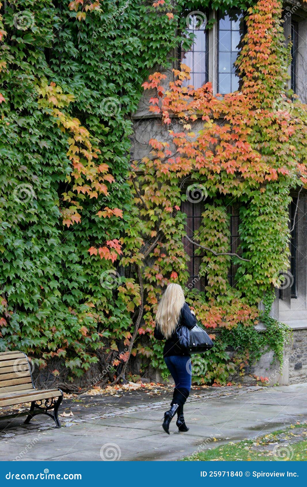 College with fall ivy editorial image. Image of stone - 25971840