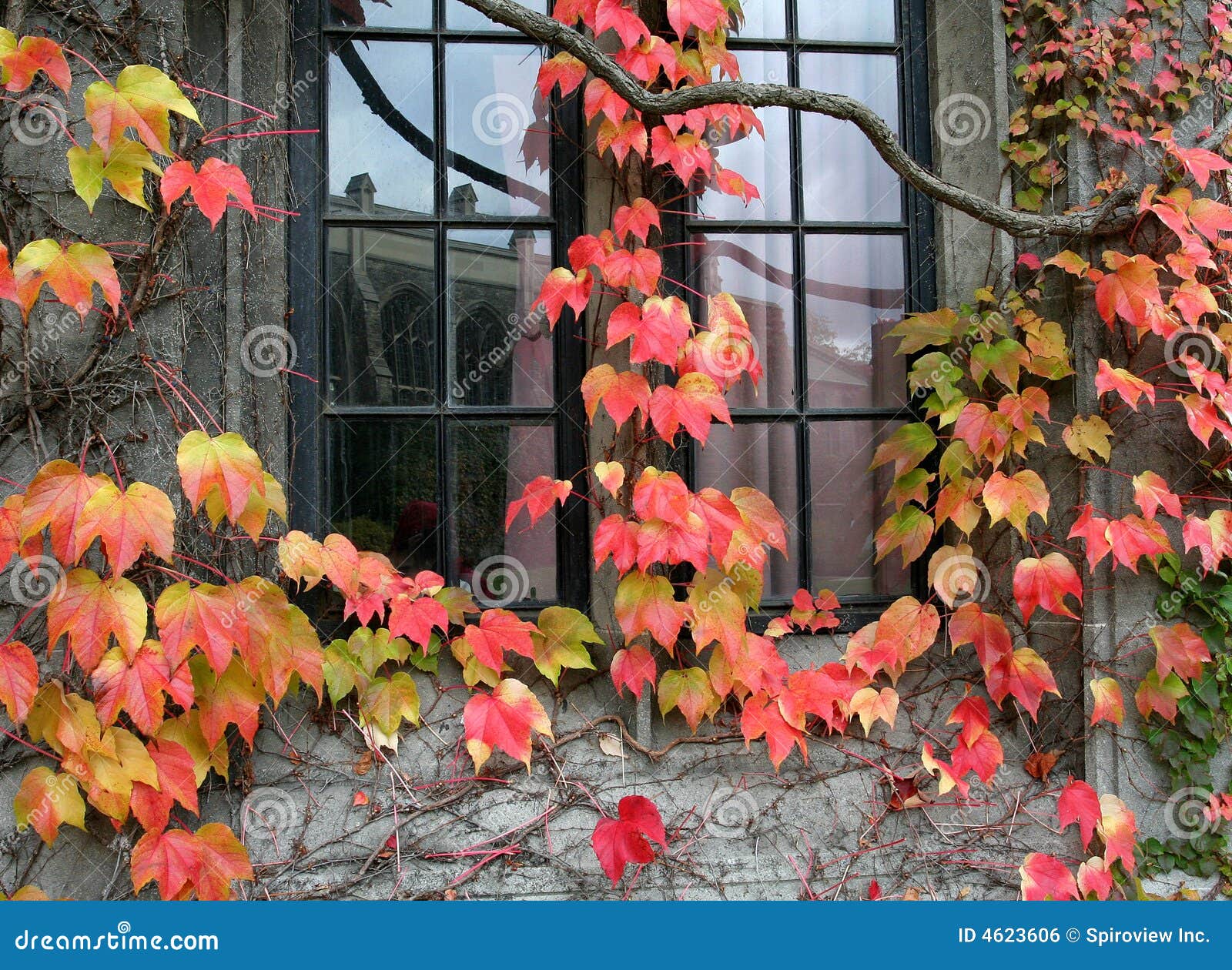College with Fall Vines stock photo. Image of reflection - 4623606