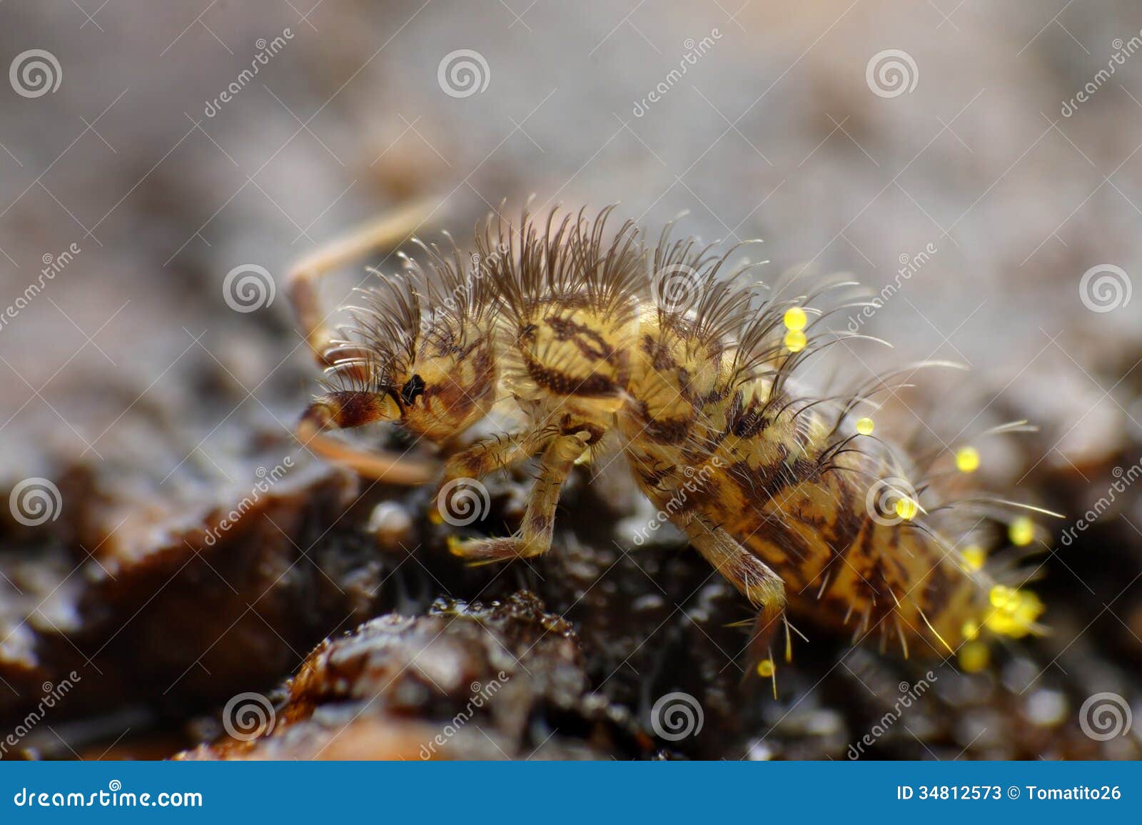 Collembola (Springtail) stock image. Image of magnification - 34812573