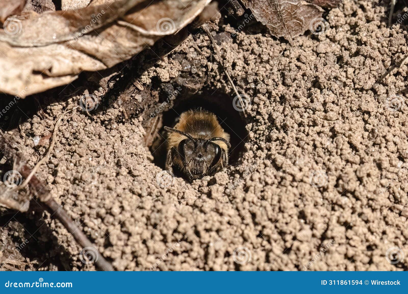 A Colletes Cellophane Polyester Bee Emerging from Its Nest for the ...