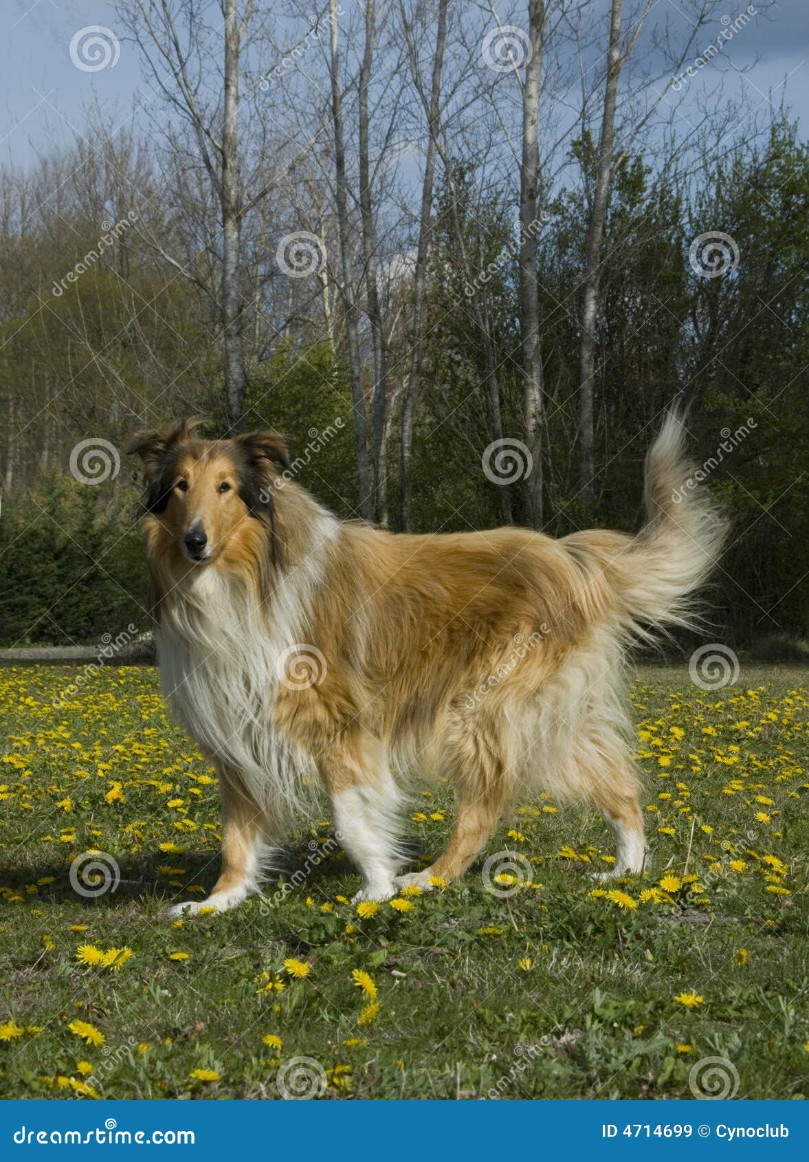 Colley stock image. Image of field, shepherd, pedigree - 4714699
