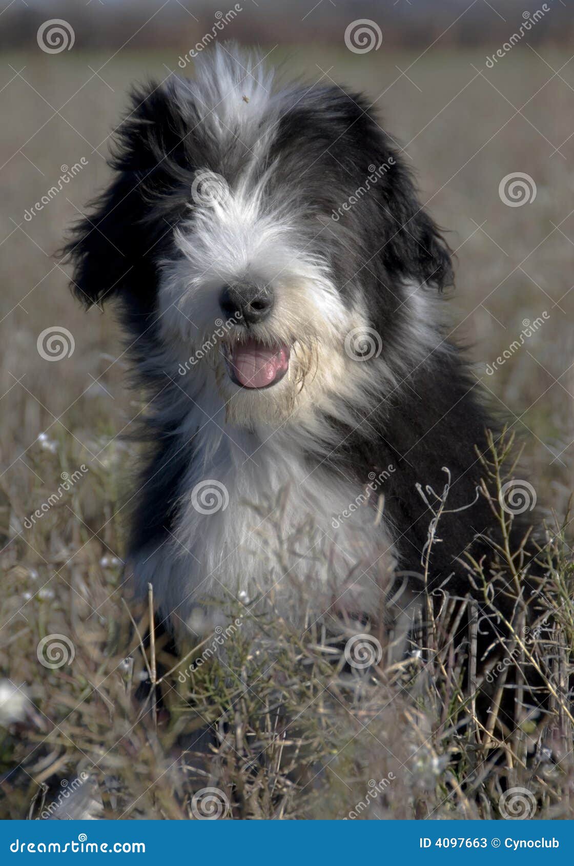 Colley barbu de chiot image stock. Image du animal, crabot - 4097663