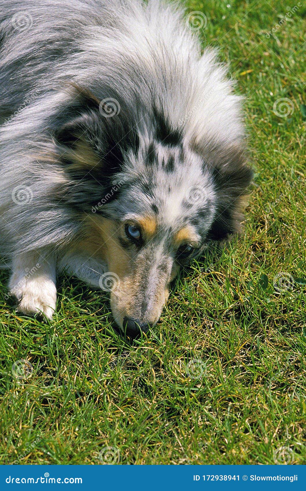COLLEY stock image. Image of sleeping, outdoor, resting - 172938941