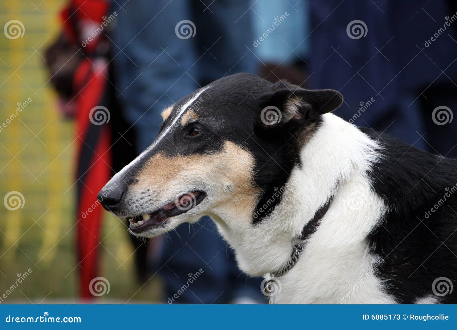 Colley lisse image stock. Image du colleys, profil, crabots - 6085173