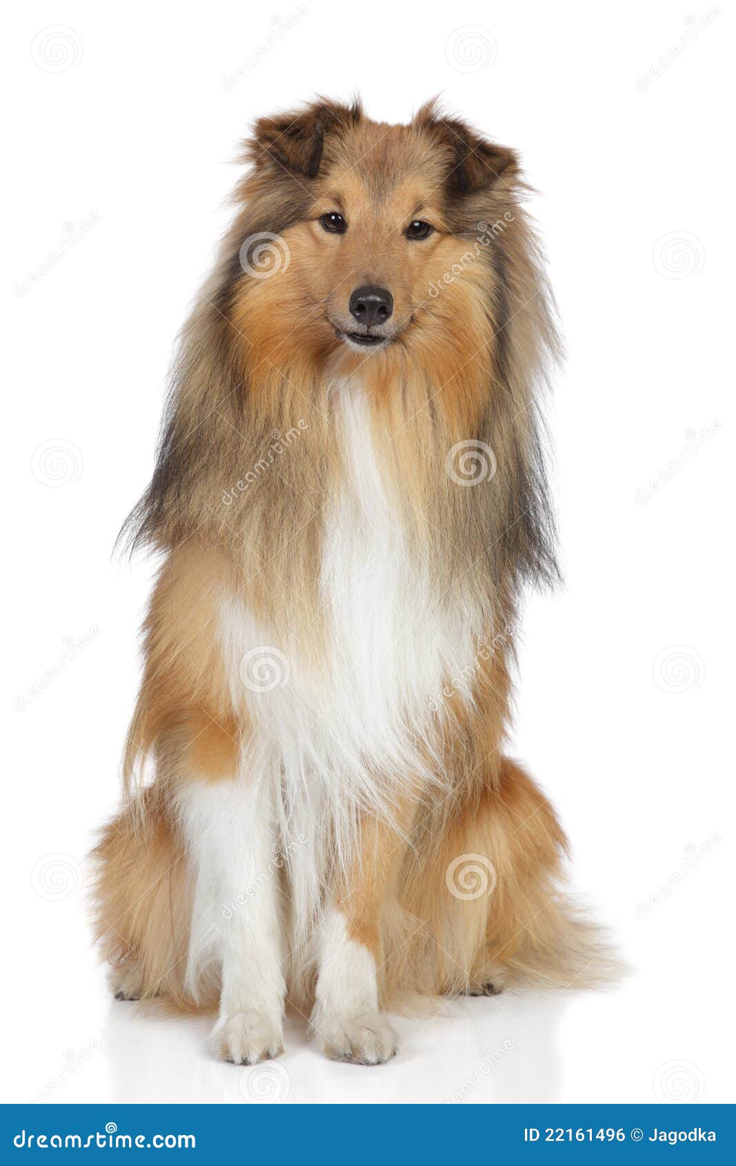 Colley sur un fond blanc photo stock. Image du crabot - 22161496