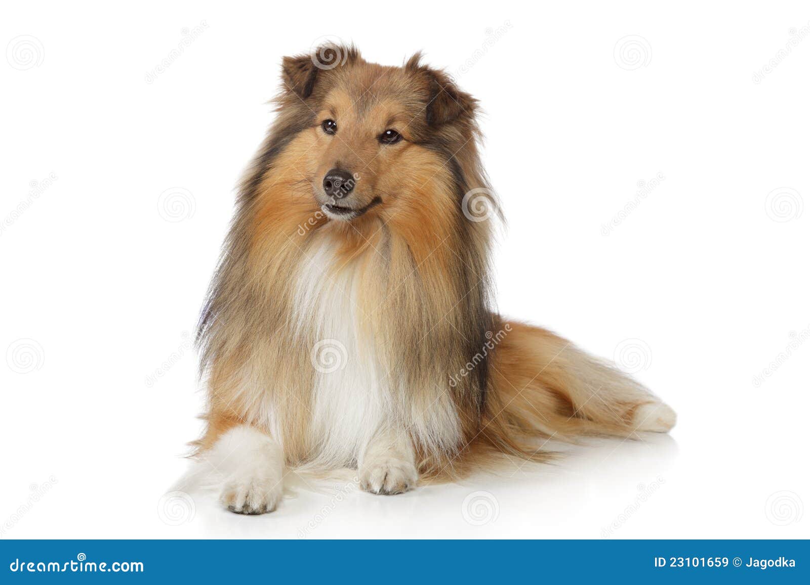 Colley sur un fond blanc image stock. Image du crabot - 23101659