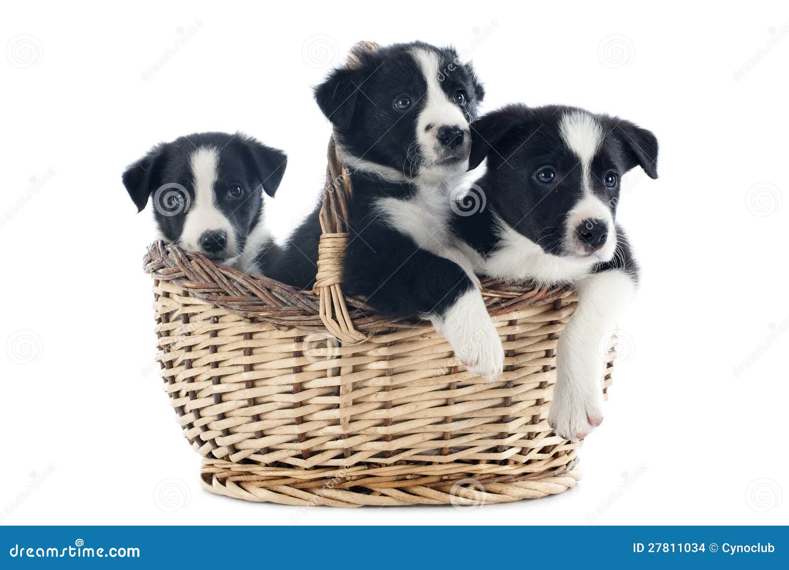 Colleys de cadre de chiots photo stock. Image du noir - 27811034