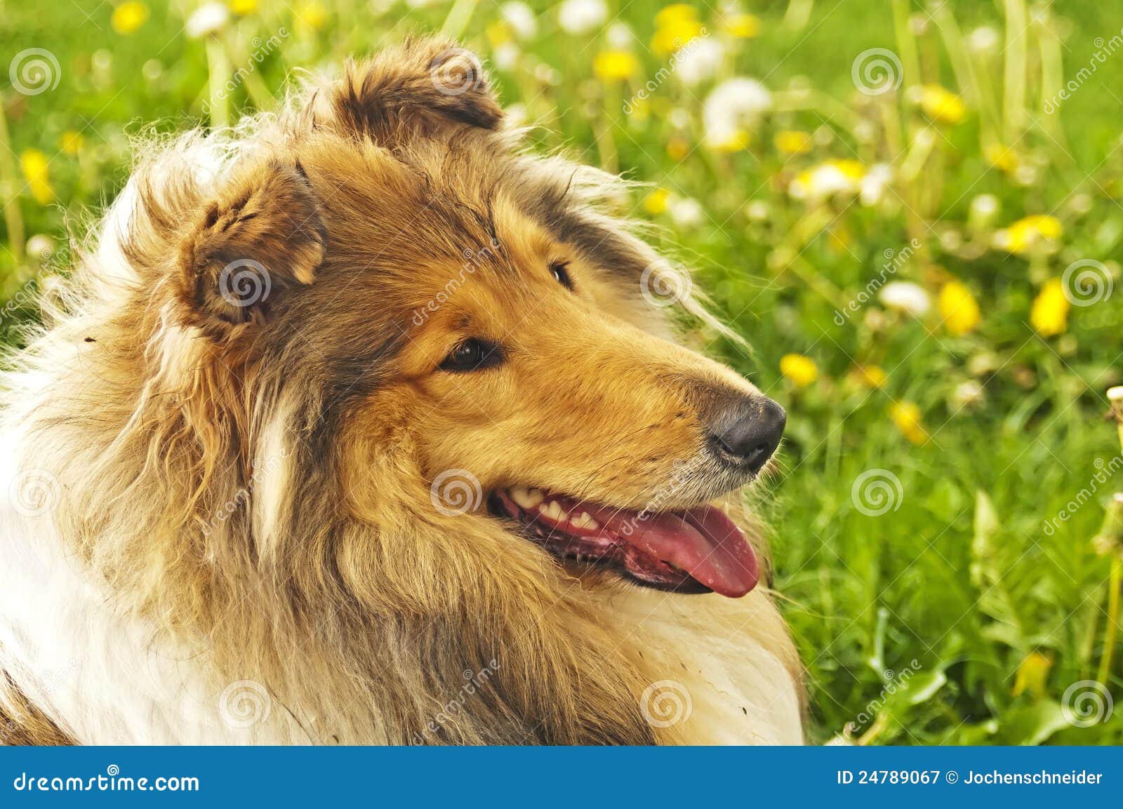 Collie stock image. Image of young, pedigree, truebred - 24789067