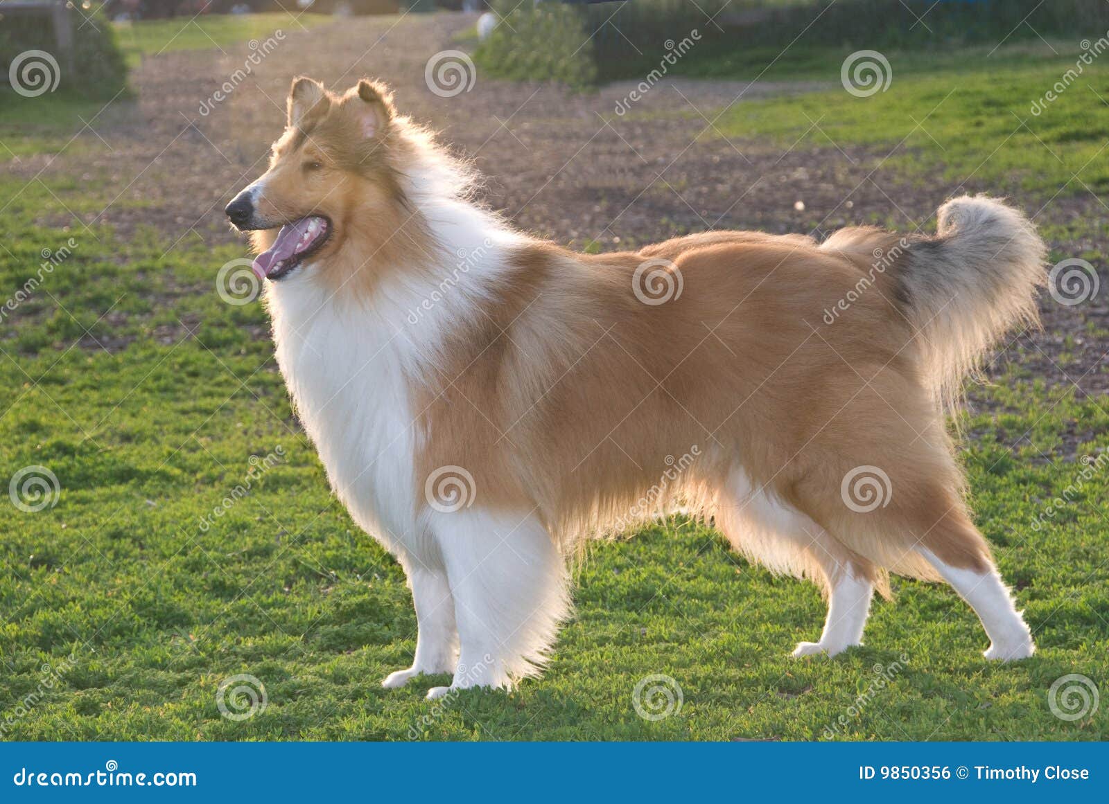 Collie stock photo. Image of hair, sheepdog, field, lassie - 9850356