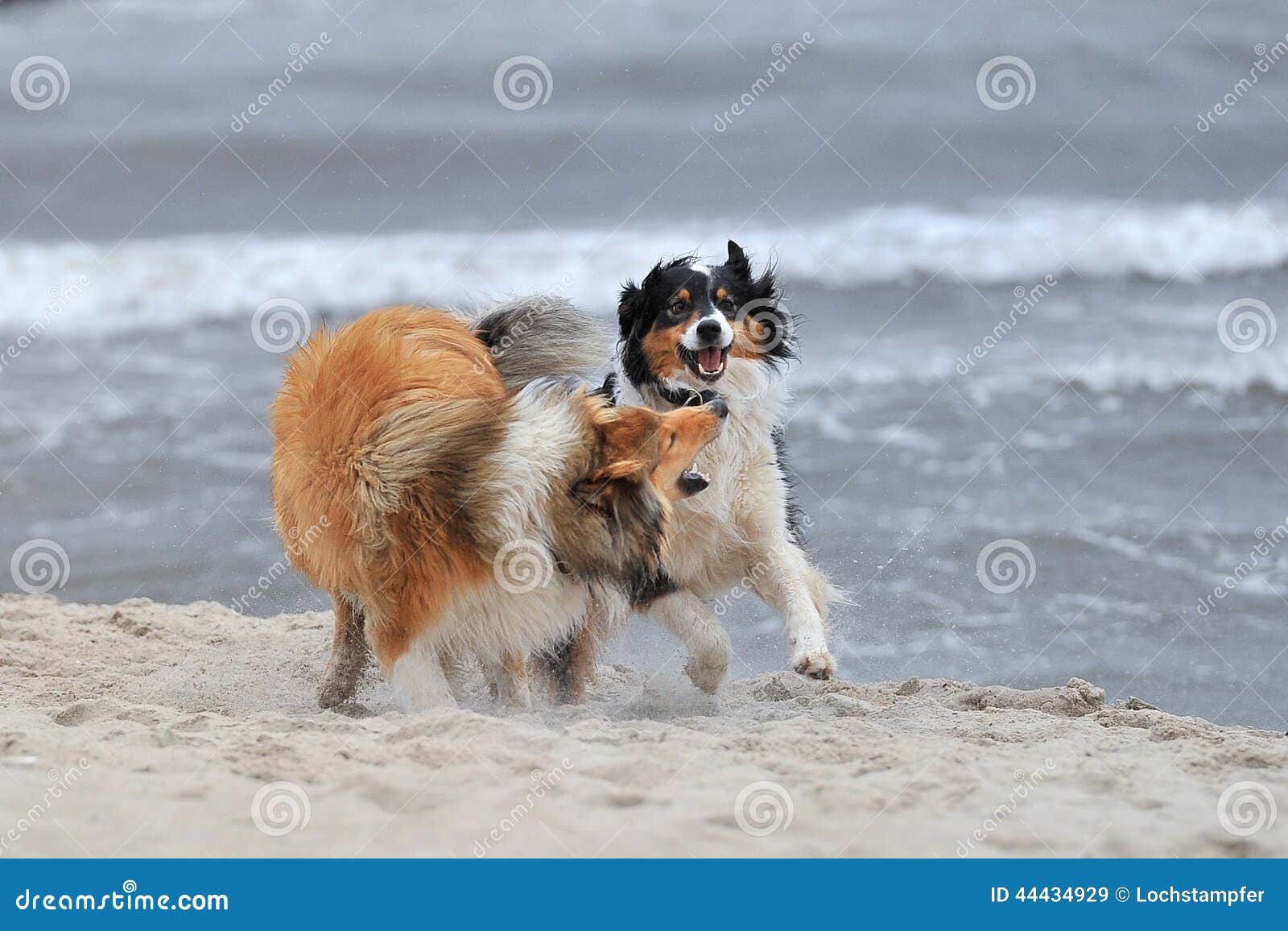 Collie an Australien Shepherd Stock Image - Image of australian ...