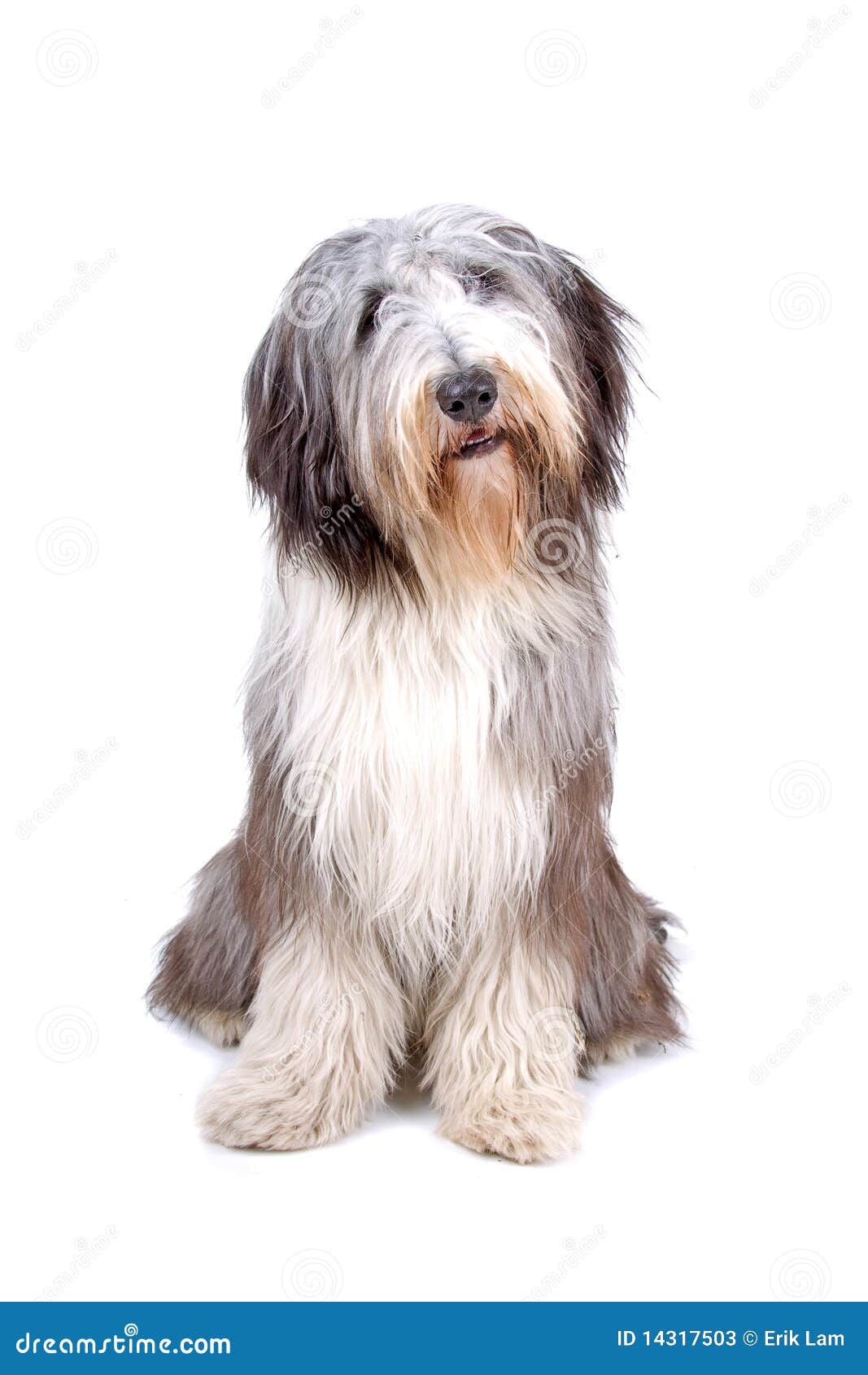 Collie barbudo imagen de archivo. Imagen de canino, barbudo - 14317503