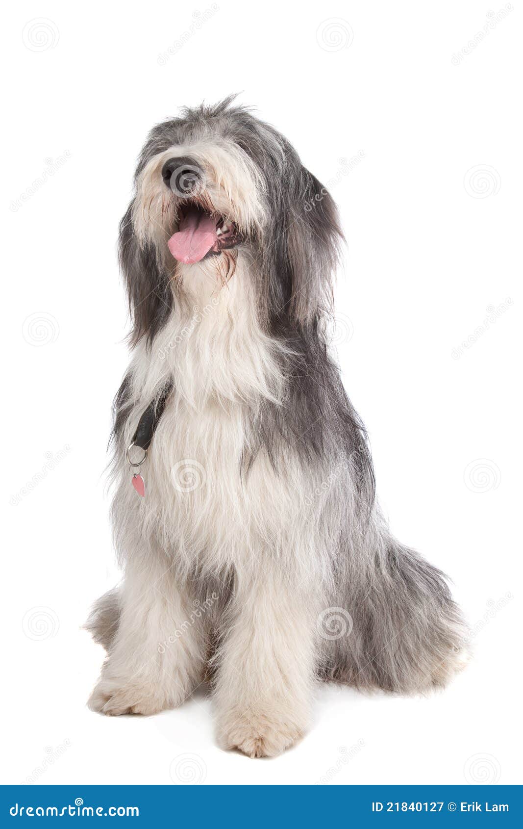 Collie barbudo imagen de archivo. Imagen de pelo, criado - 21840127