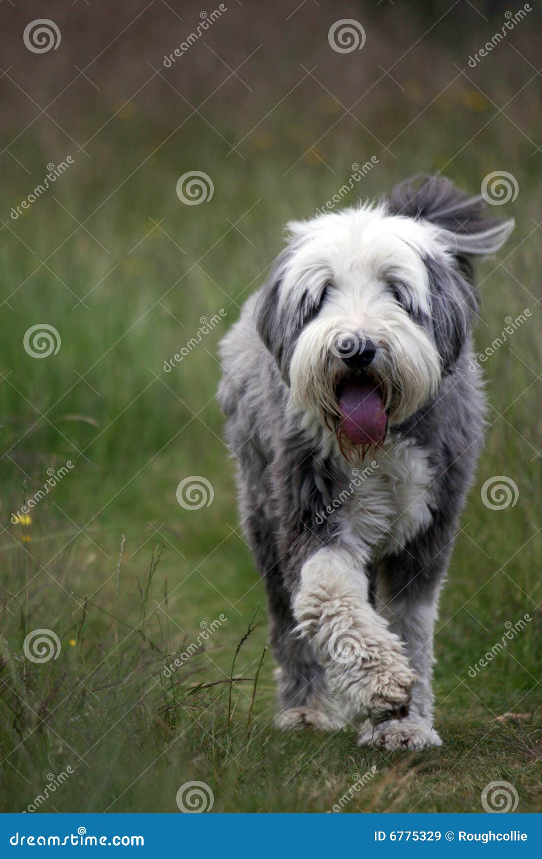 Collie barbudo imagen de archivo. Imagen de piel, perros - 6775329