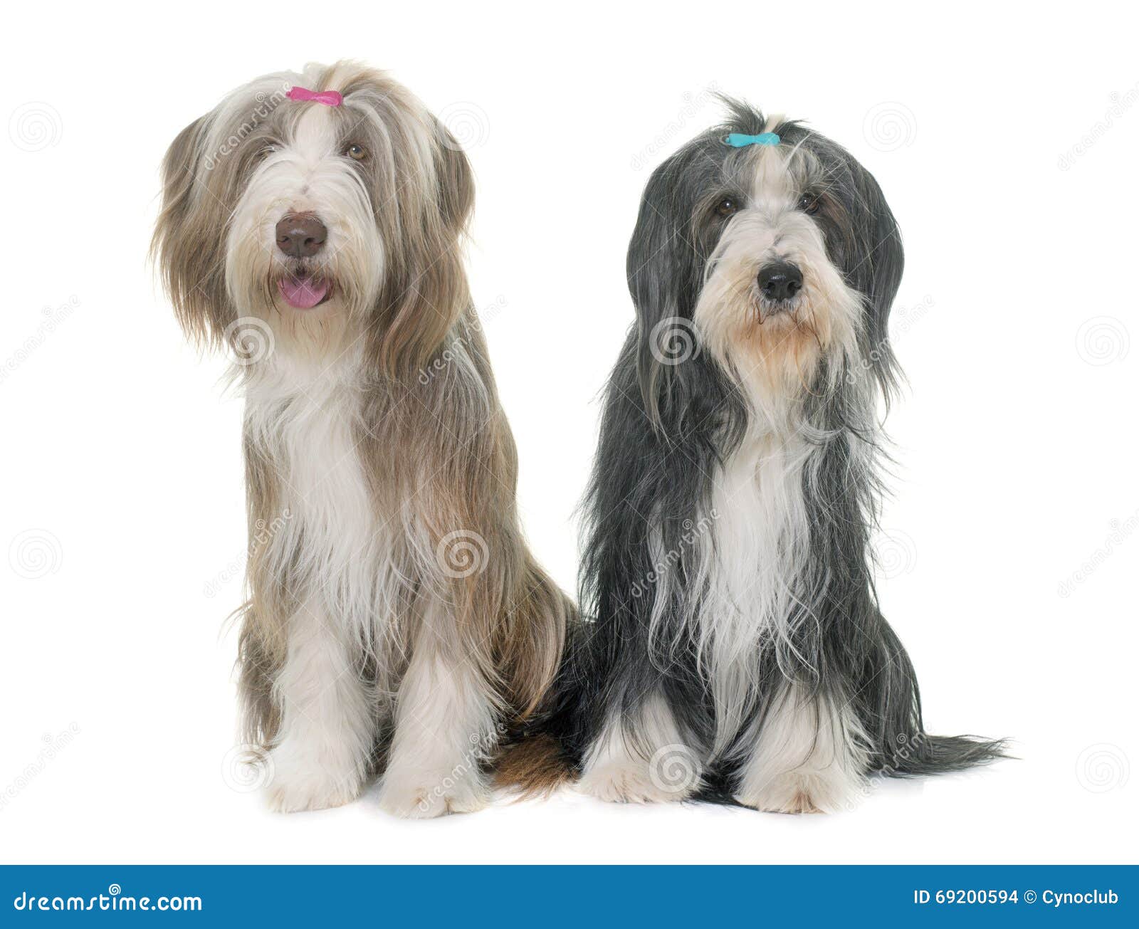 Collie barbudo dos foto de archivo. Imagen de mullido - 69200594