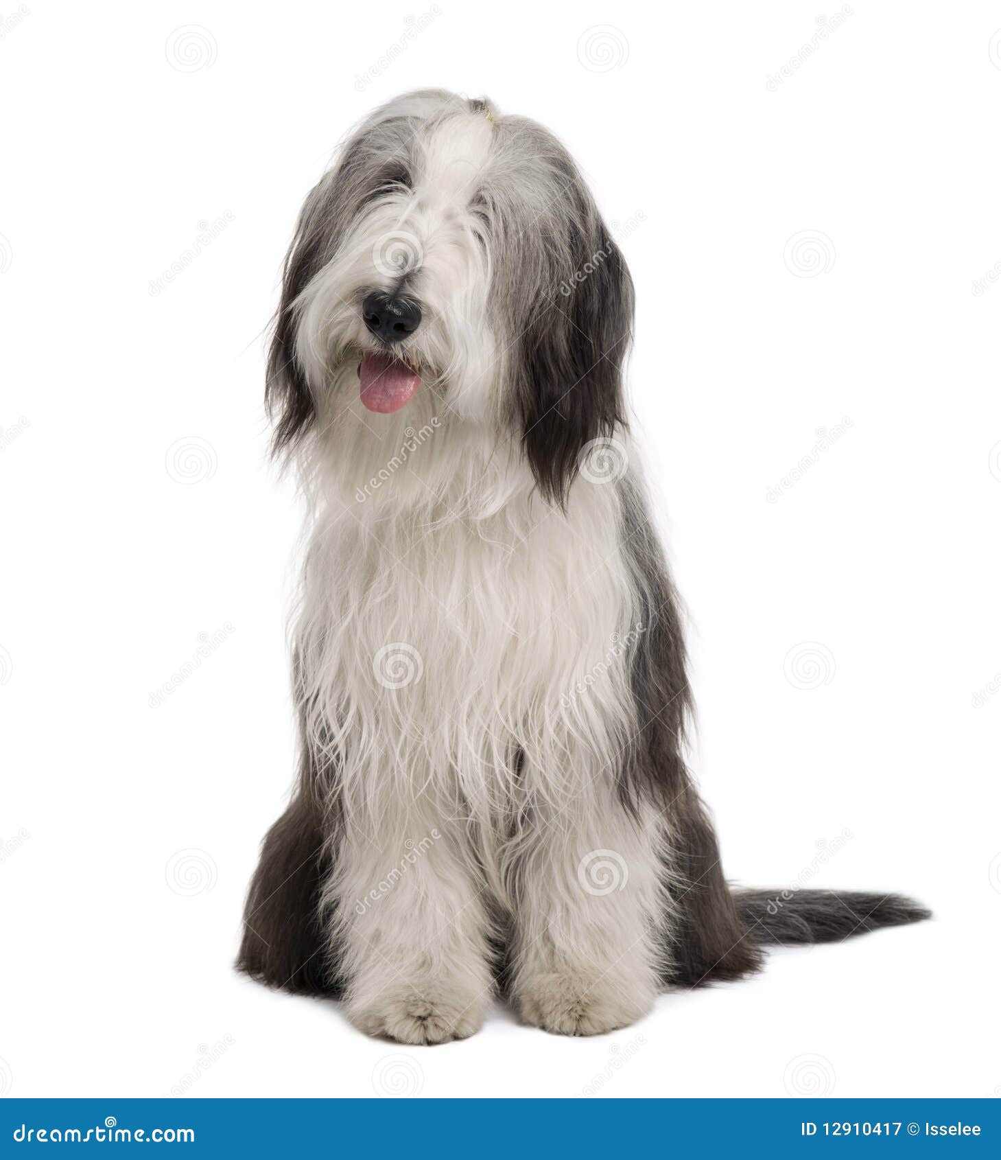 Collie Barbudo, Sentada Y Jadeo Imagen de archivo - Imagen de cubo ...