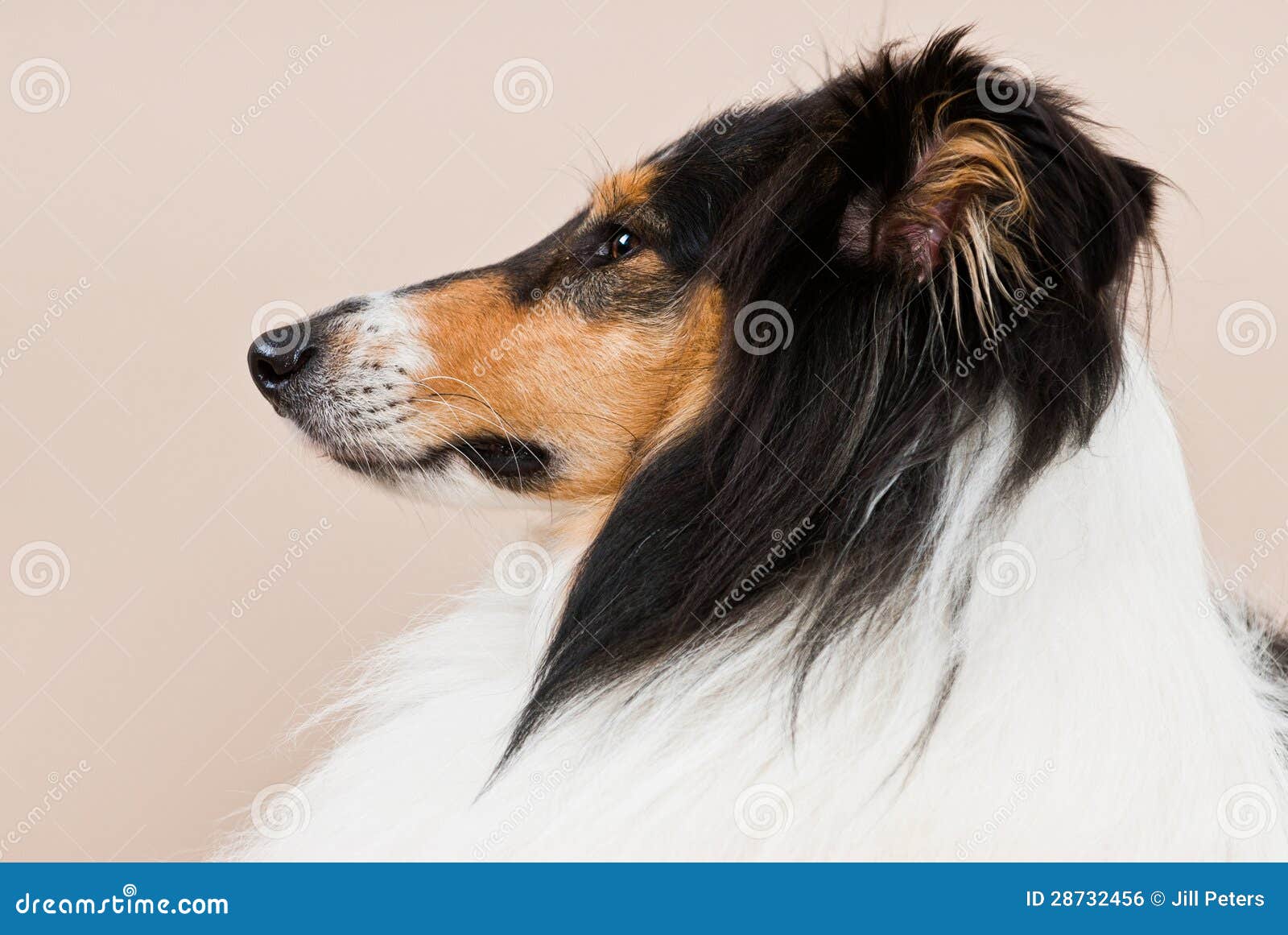 Collie in profile stock photo. Image of shot, multi, happiness - 28732456