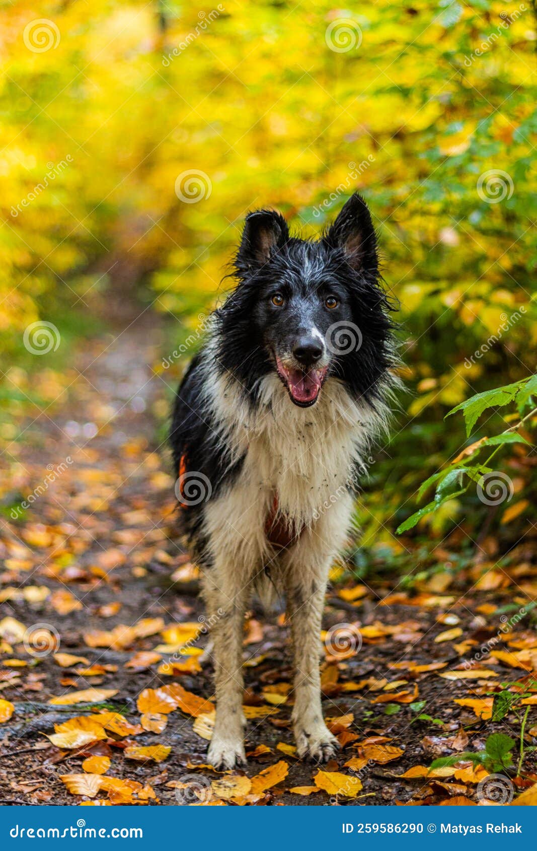 Collie Breed Dog in an Autumn Fore Stock Photo - Image of mammal ...