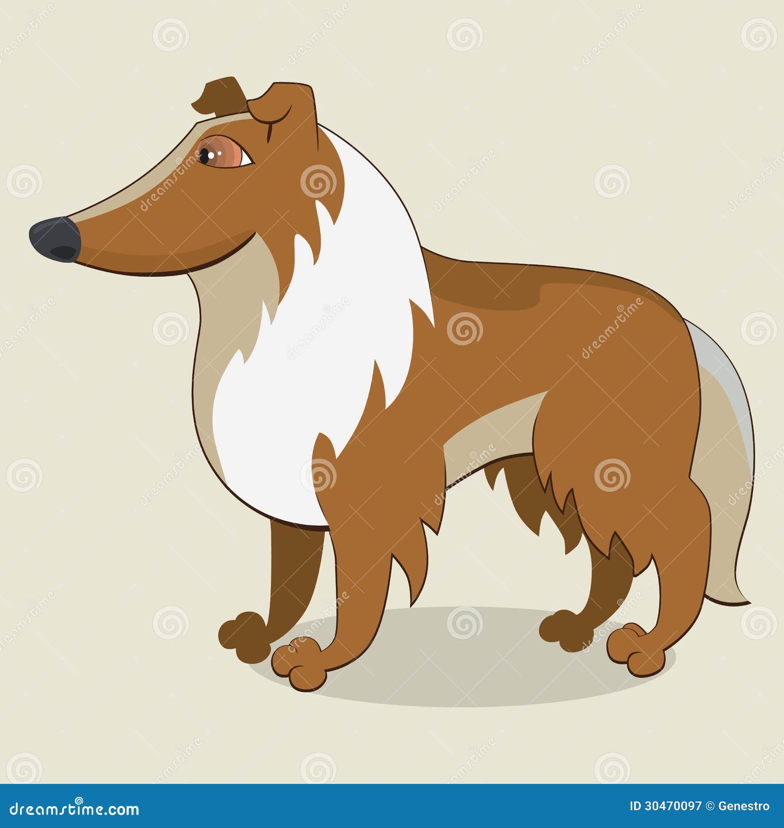 Collie stock vector. Illustration of standing, loyal - 30470097