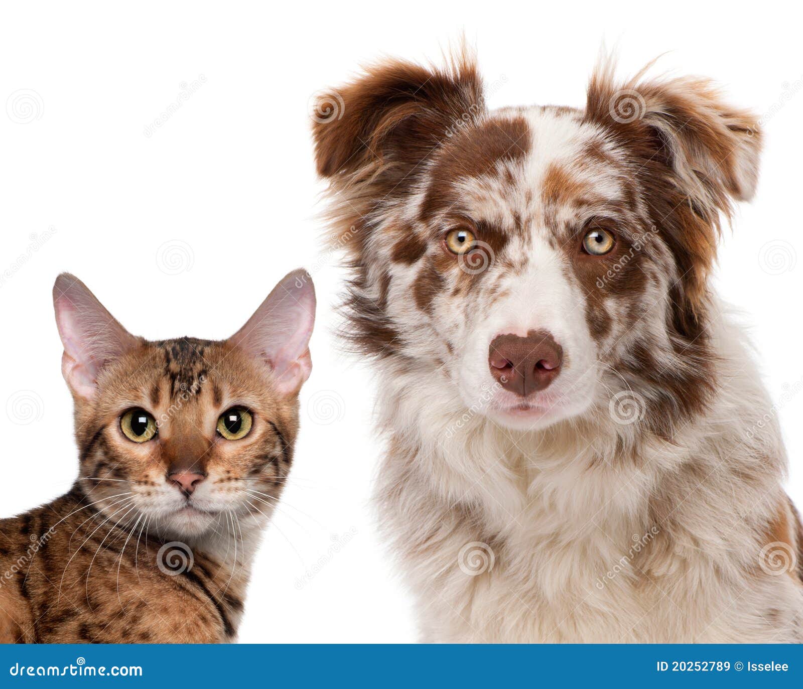 Collie De Beira Vermelho De Merle Imagem de Stock - Imagem de câmara ...