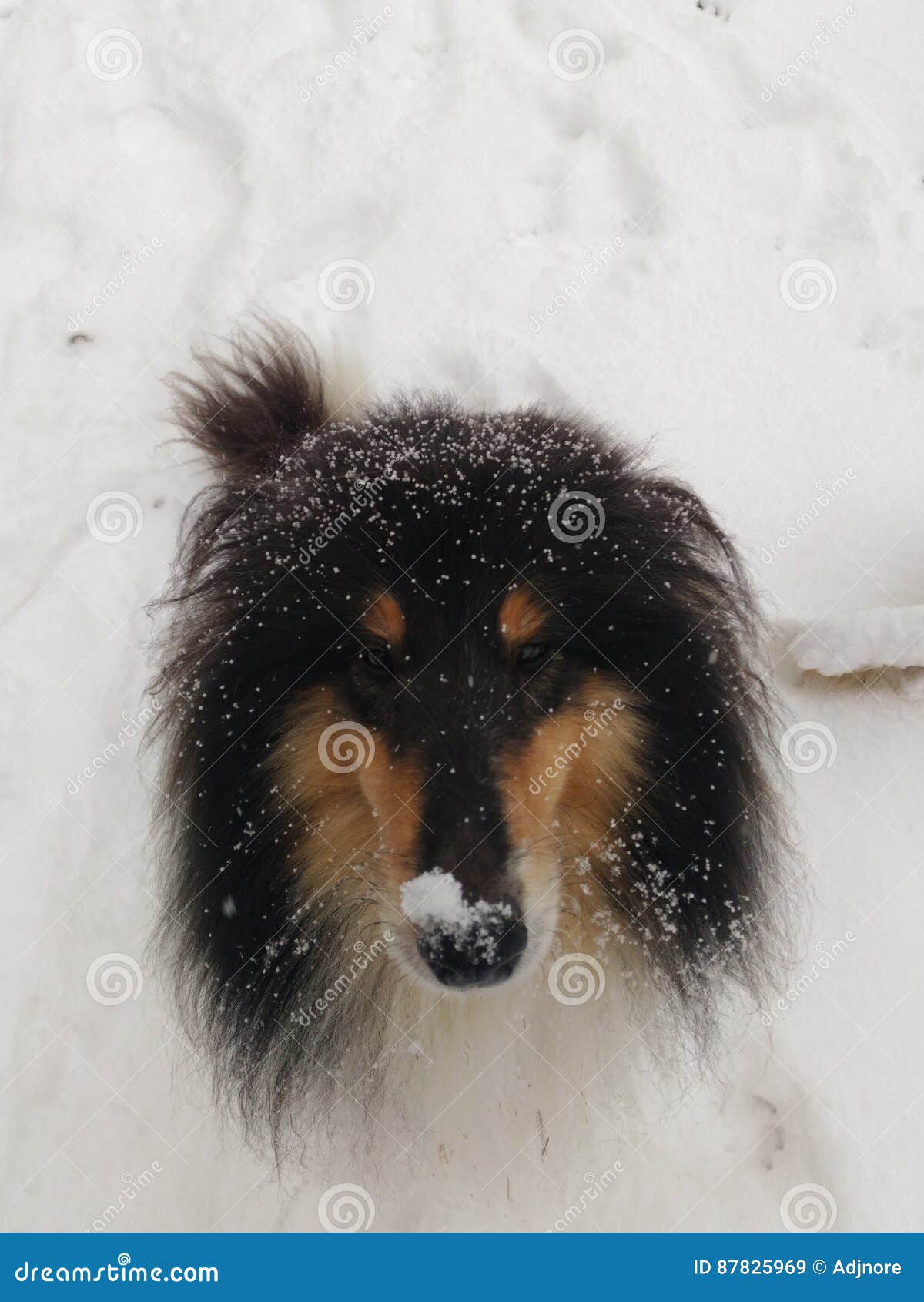 Collie in Den Flocken Eines Winterschnees Stockbild - Bild von freund ...