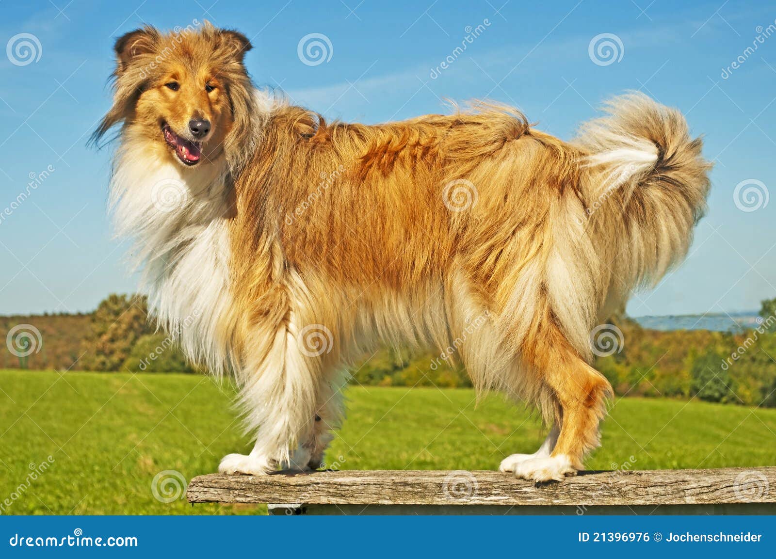 Collie dog stock photo. Image of long, pedigree, portrait - 21396976