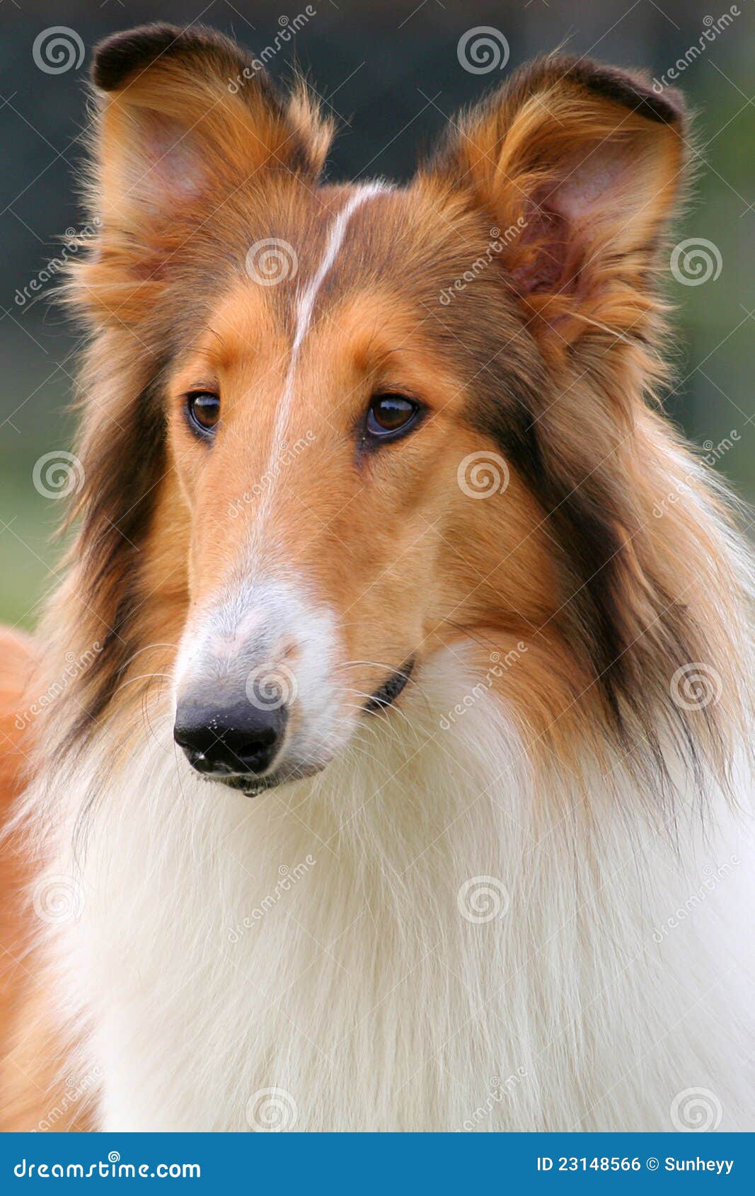 Collie dog stock photo. Image of affectionate, breed - 23148566