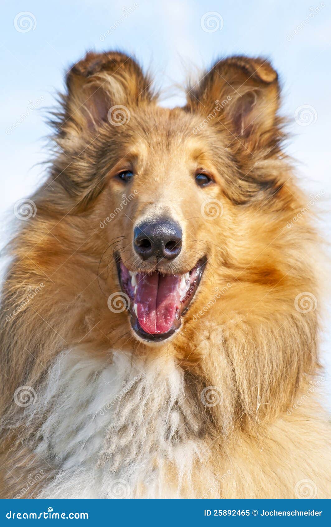 Collie dog stock image. Image of male, right, puppy, brown - 25892465