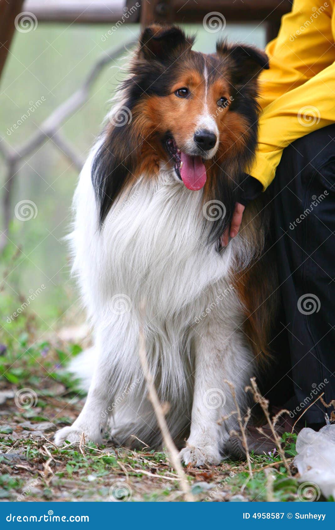 Collie dog stock image. Image of ears, gentle, devoted - 4958587