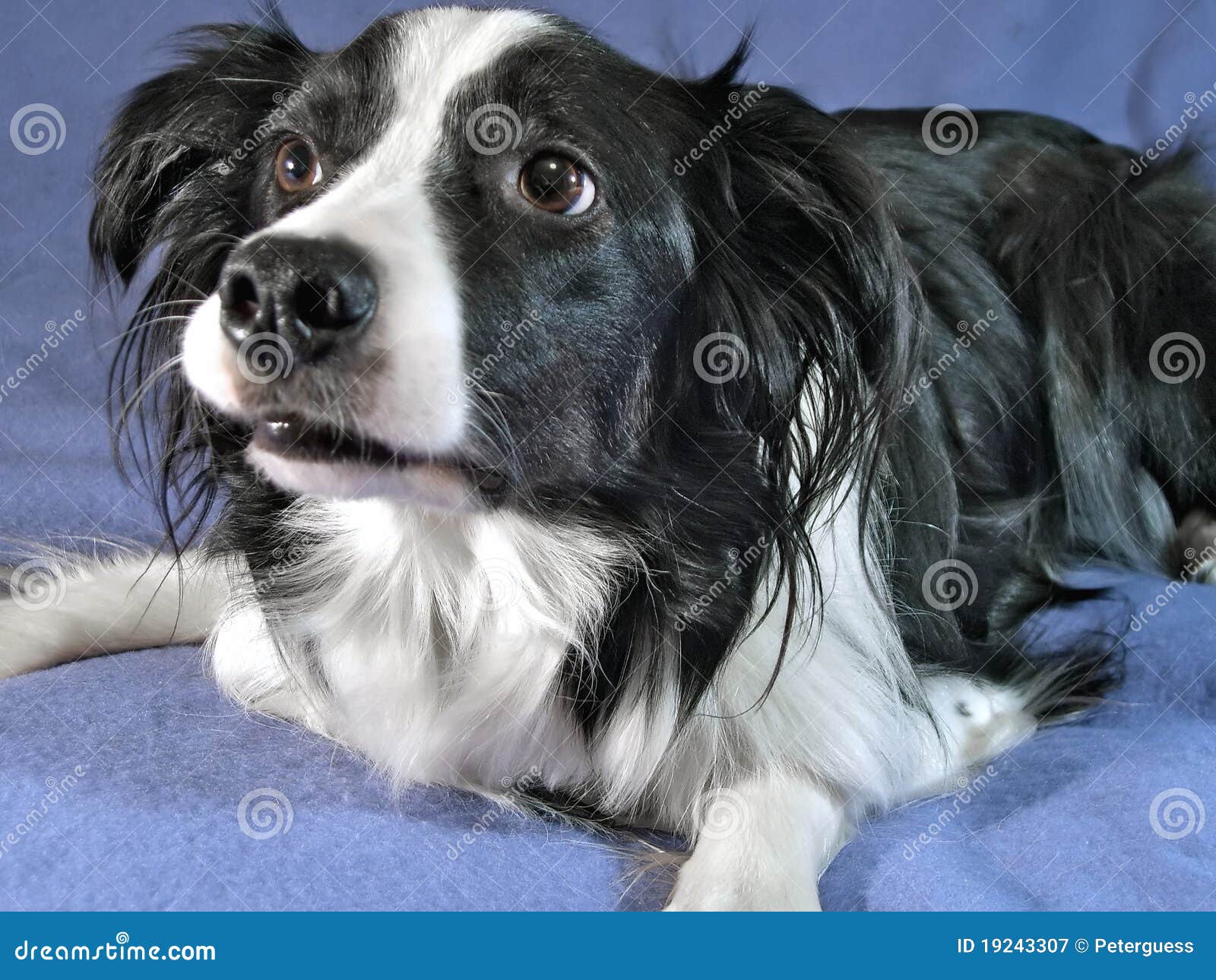 Collie Dog Alert stock image. Image of collie, canine - 19243307