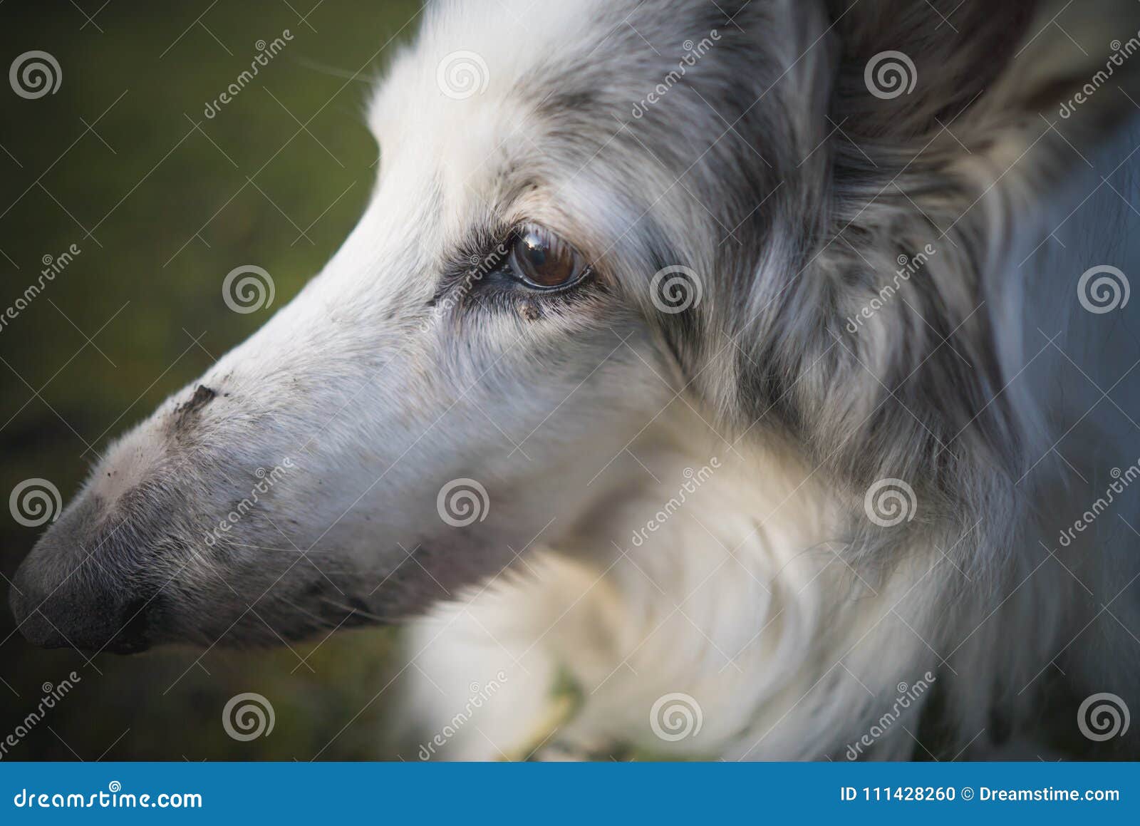 Collie Dog with Flowers Around Neck Stock Photo - Image of nature ...