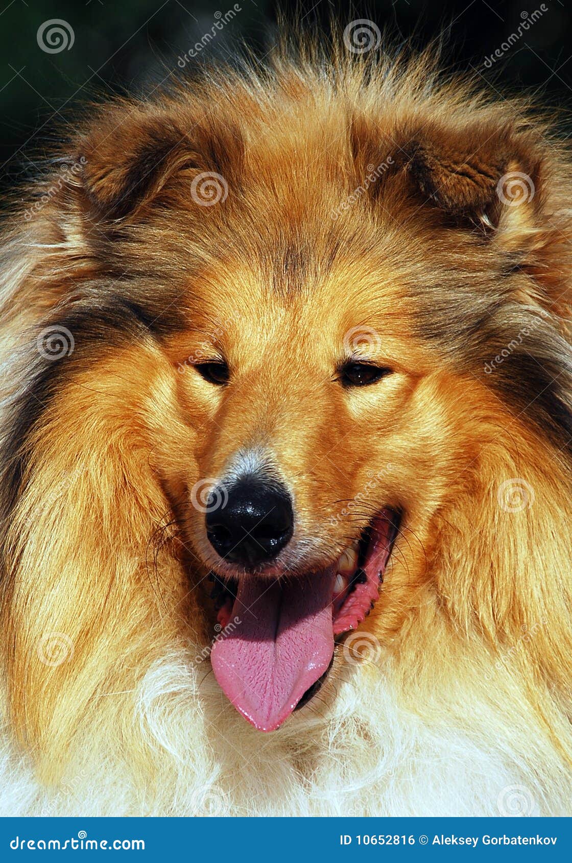 Collie dog portrait stock photo. Image of sitting, cute - 10652816