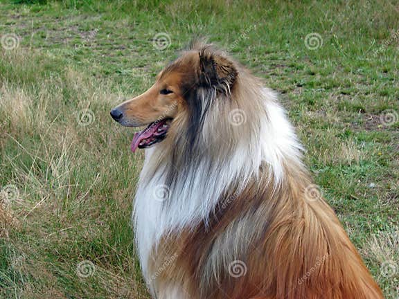 Collie dog in profile stock photo. Image of happy, countryside - 3723524
