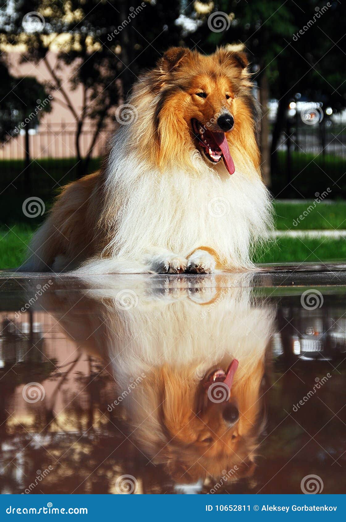 Collie dog with reflection stock image. Image of puppy - 10652811