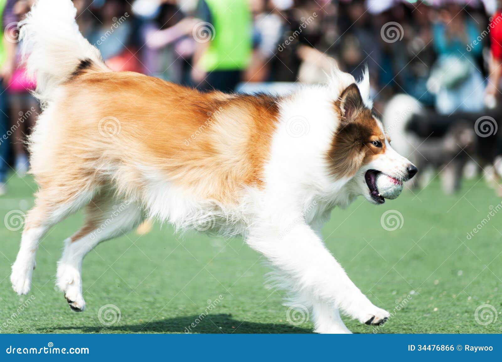 Collie dog running stock photo. Image of breed, playground - 34476866
