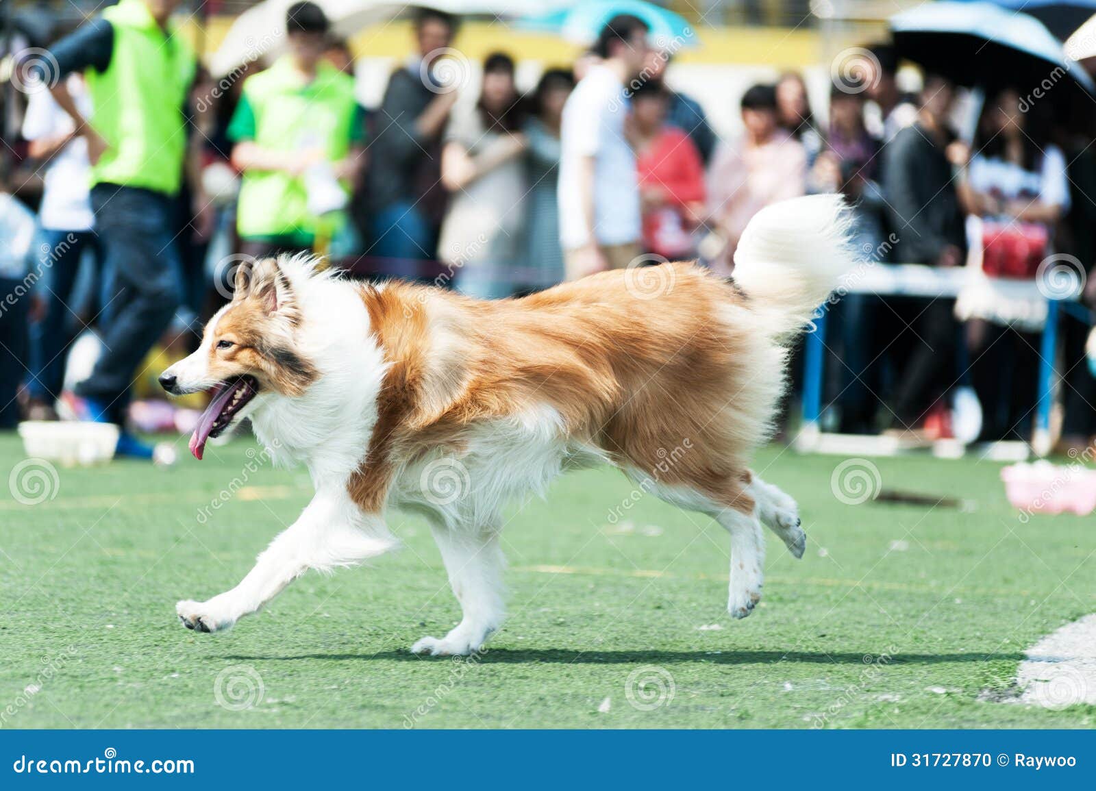 Collie dog running stock photo. Image of purebred, compete - 31727870