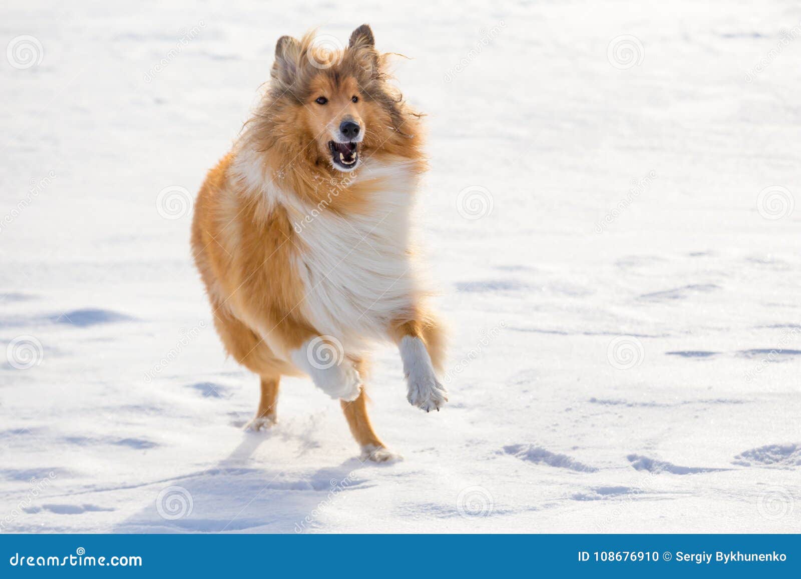 Collie Dog Running on Snow Field Stock Photo - Image of nature, flying ...