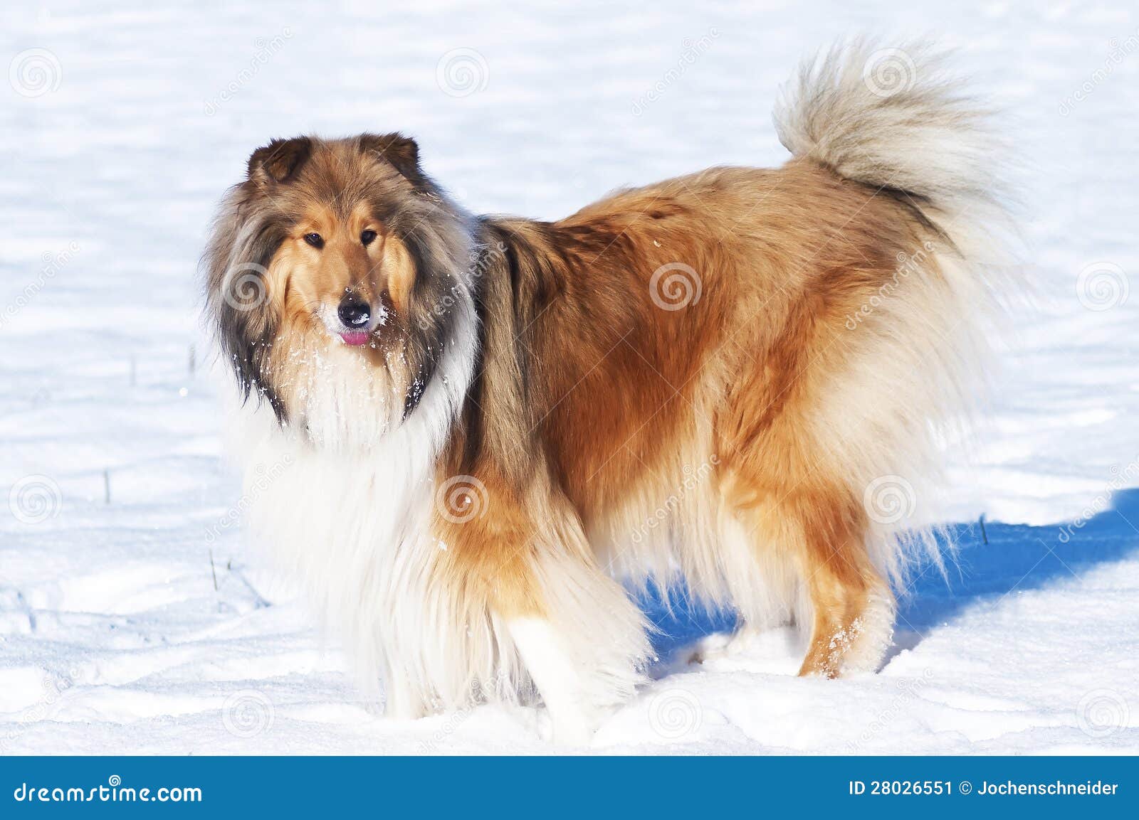 Collie dog in snow stock image. Image of british, cuddly - 28026551