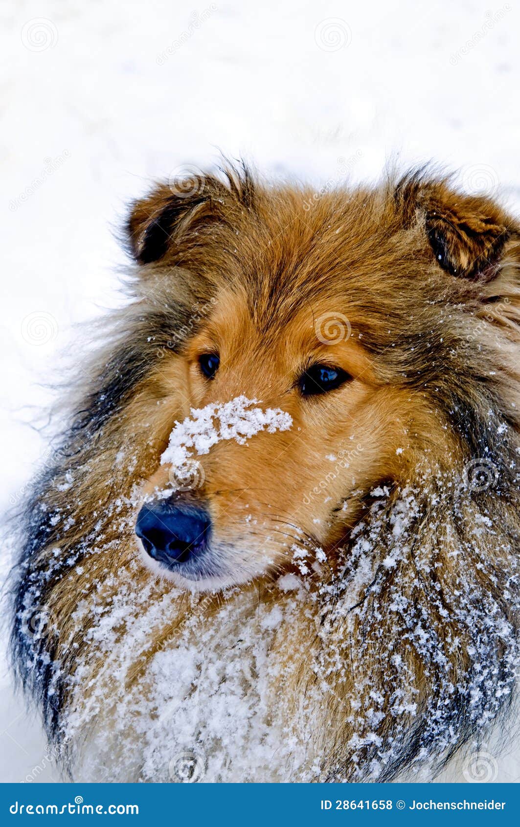 Collie dog in snow stock photo. Image of shining, young - 28641658