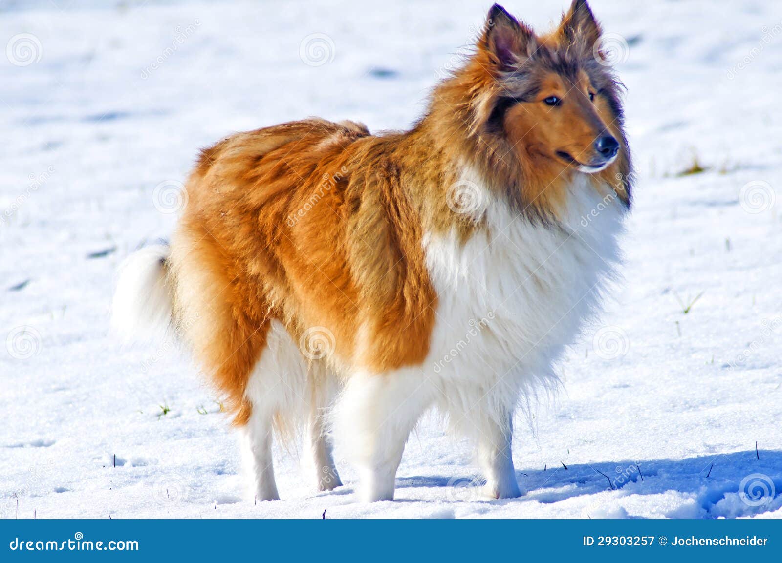 Collie dog in snow stock image. Image of collie, wintertime - 29303257