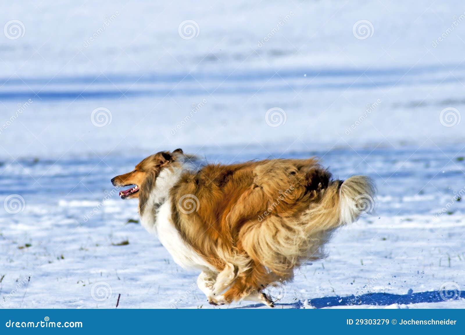 Collie dog in snow stock image. Image of soft, looking - 29303279