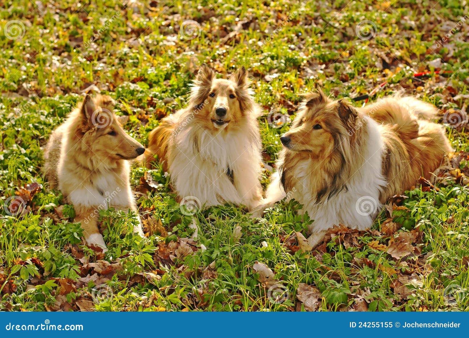 Collie dogs stock image. Image of british, soft, puppy - 24255155