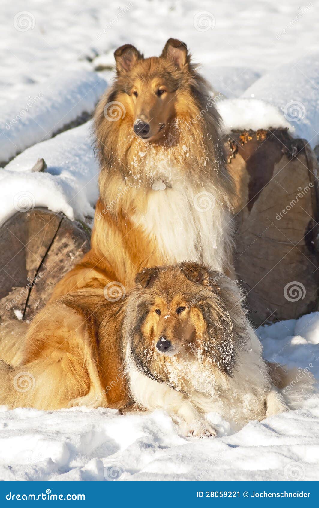 Collie dogs in snow stock image. Image of fine, season - 28059221