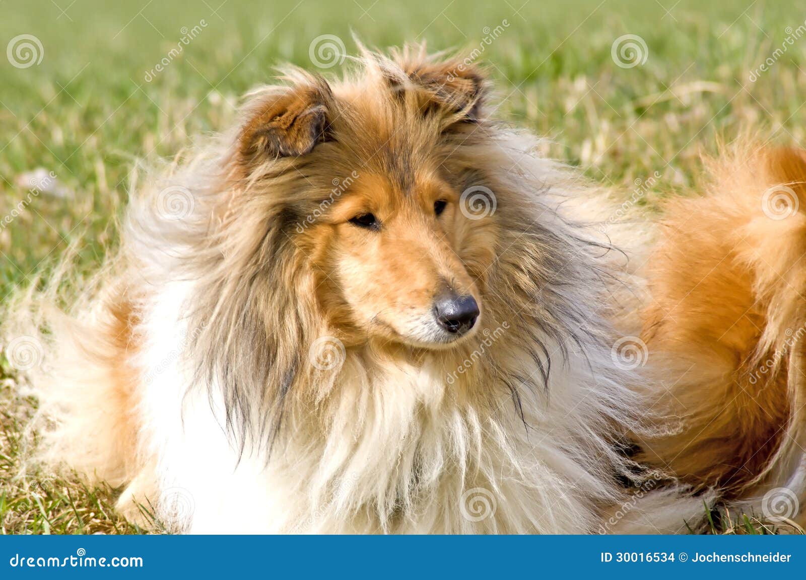 Collie stock photo. Image of british, nice, sweet, soft - 30016534