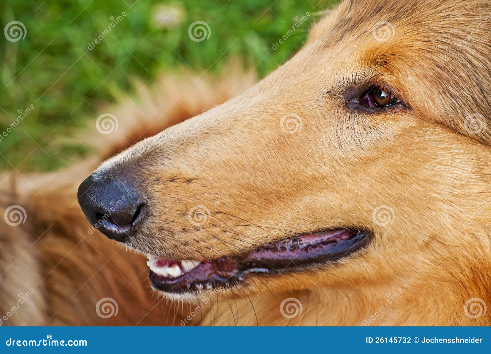 Collie head stock photo. Image of close, mammal, canine - 26145732