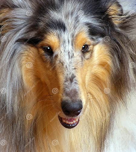 Collie marble stock image. Image of paint, studio, front - 12726781