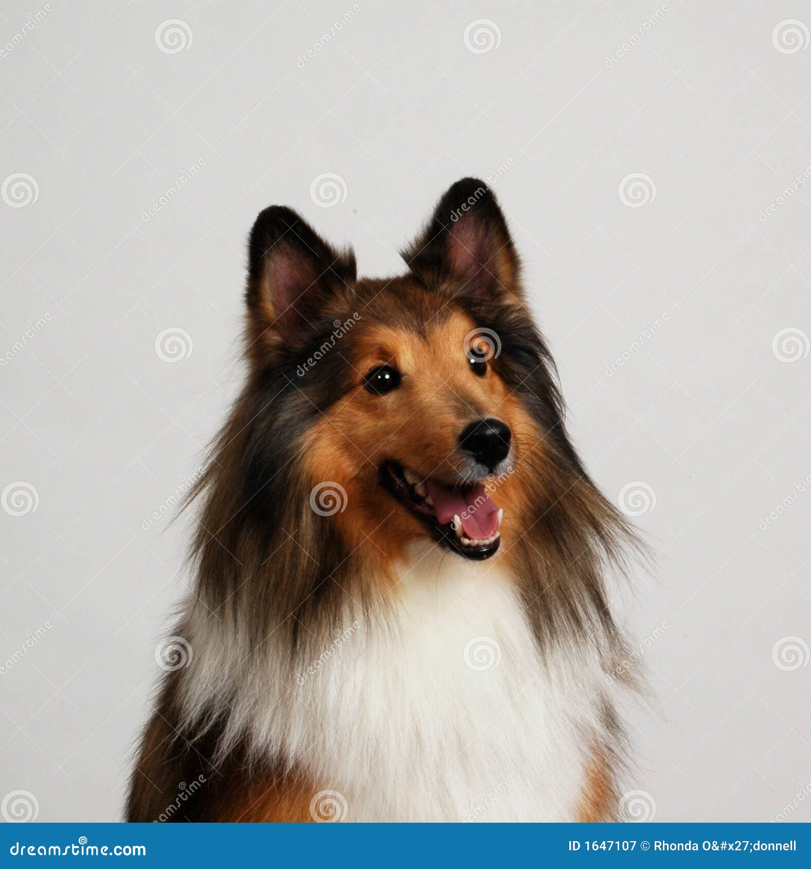 Collie Portrait stock image. Image of brown, affectionate - 1647107