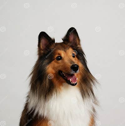 Collie Portrait stock image. Image of brown, affectionate - 1647107