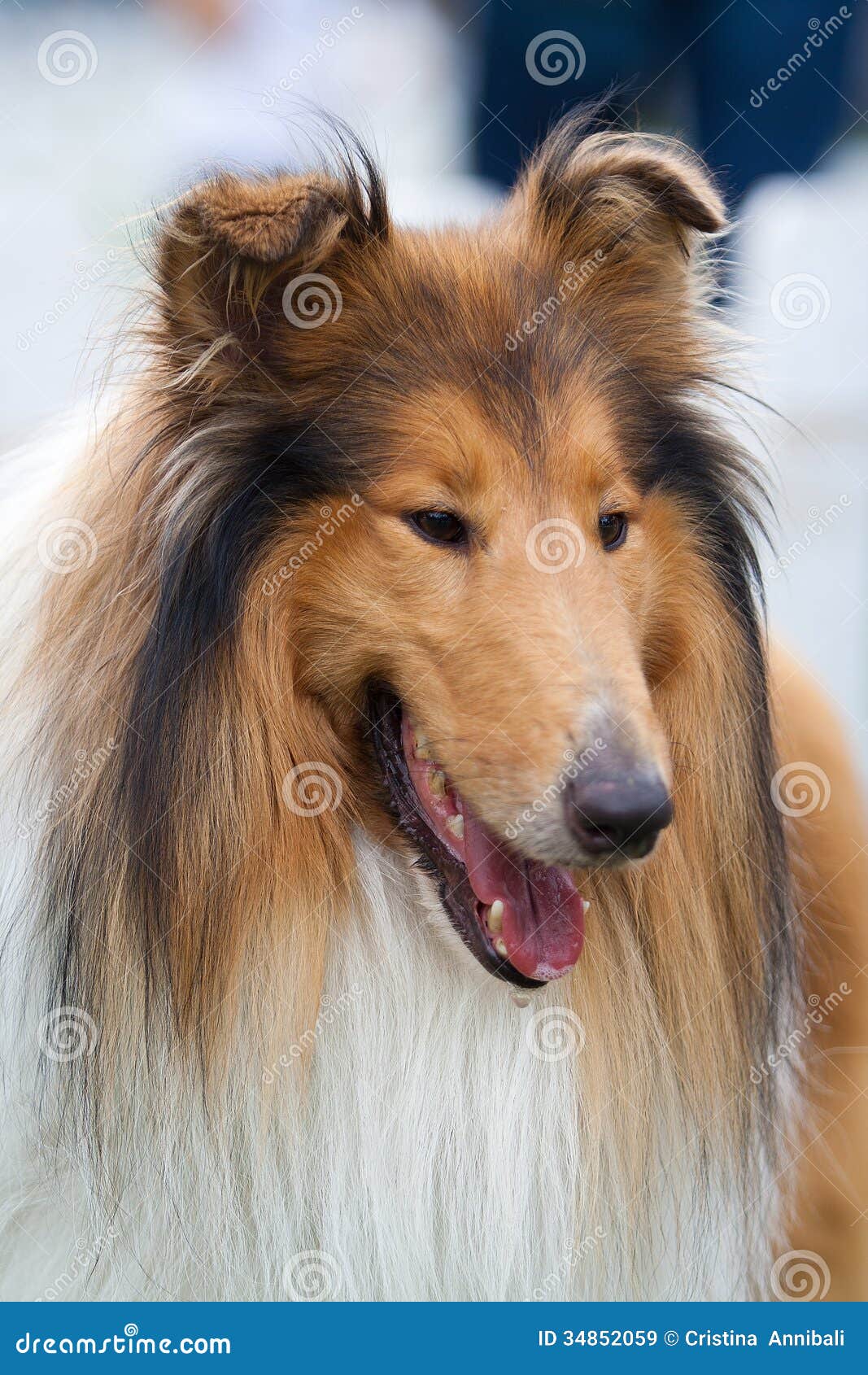 Collie stock image. Image of garden, loving, border, hair - 34852059
