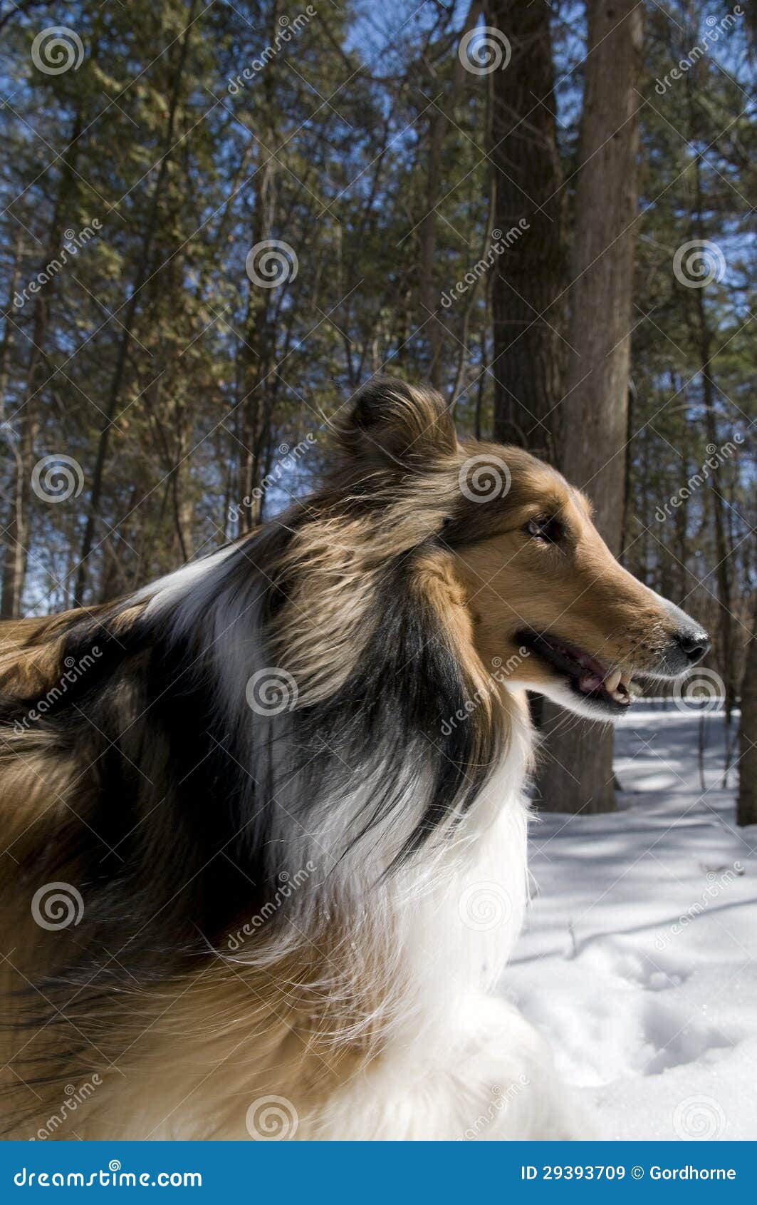 Collie Profile stock image. Image of playful, portrait - 29393709