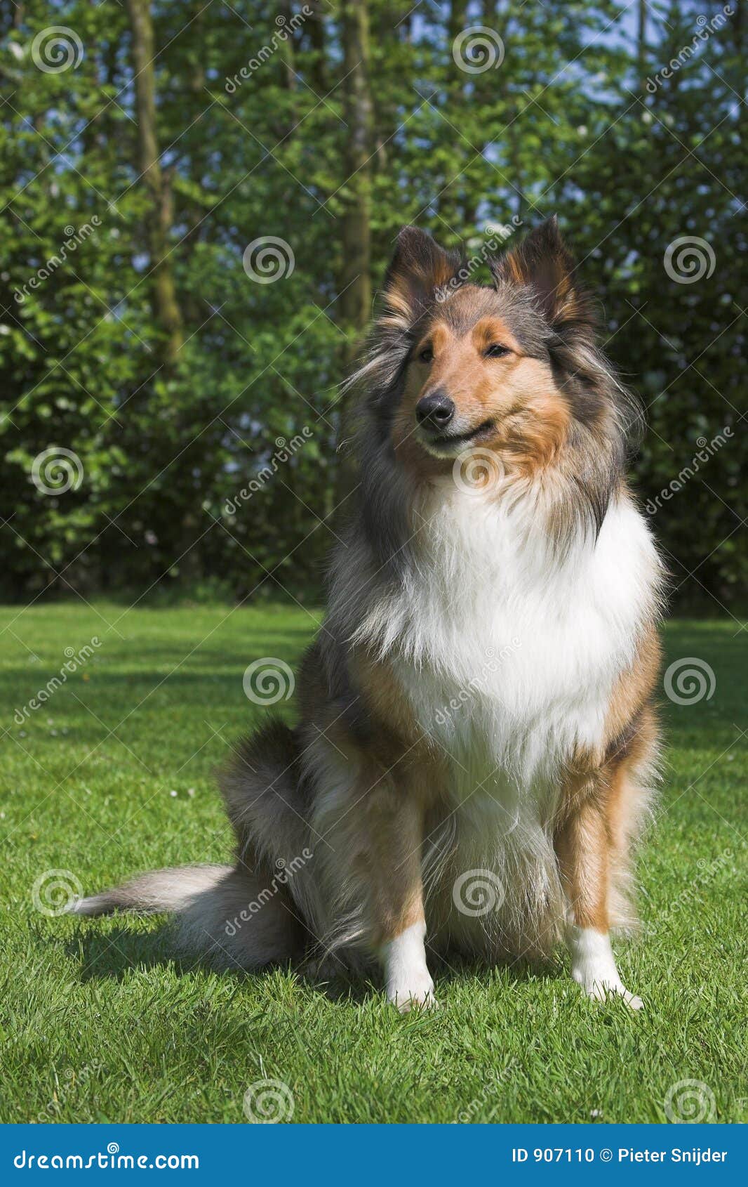 Collie Sitting stock photo. Image of tall, nose, serene - 907110